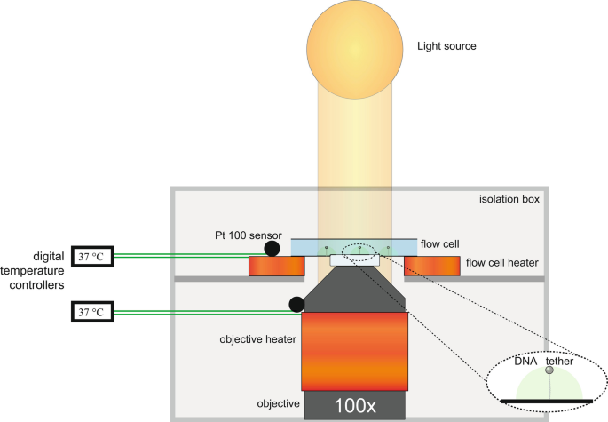 Tethered Particle Motion Analysis of DNA-Binding Properties of ...