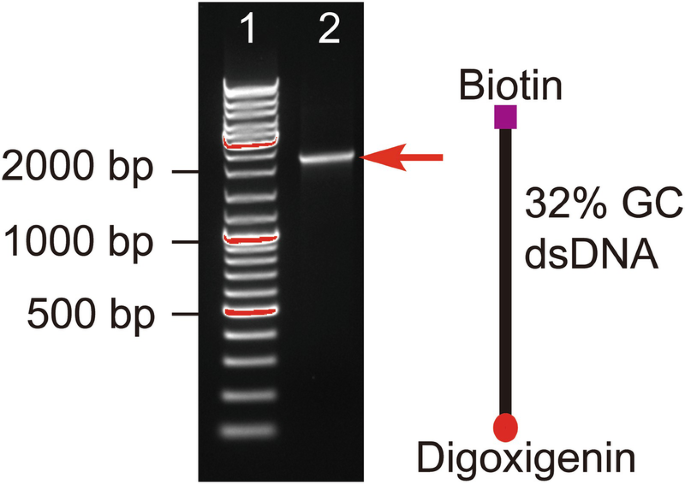 Unravelling the Biophysical Properties of Chromatin Proteins and DNA ...