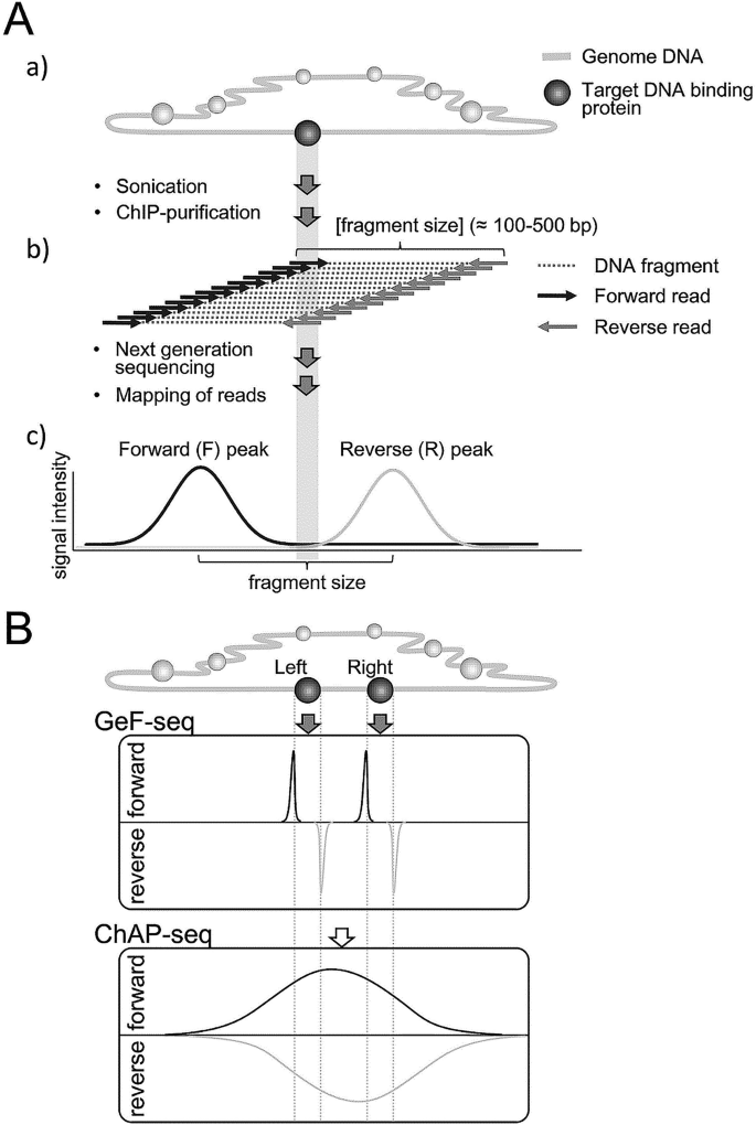GeF-seq: A Simple Procedure for Base-Pair Resolution ChIP-seq | SpringerLink