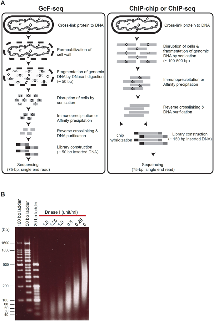 GeF-seq: A Simple Procedure for Base-Pair Resolution ChIP-seq | SpringerLink