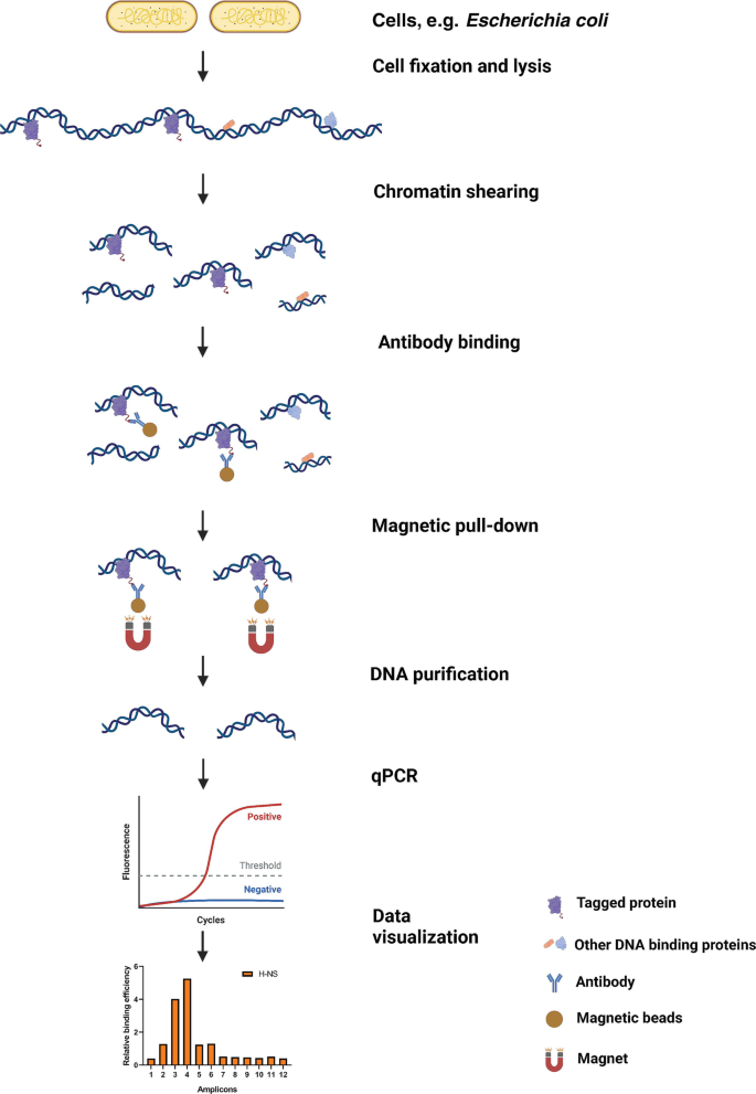 ChIP-qPCR of FLAG-Tagged Proteins in Bacteria | SpringerLink