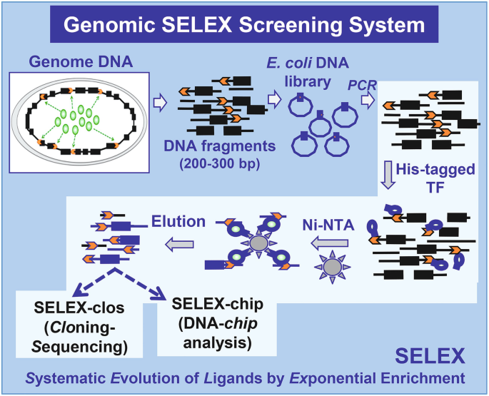 Genomic SELEX Screening of Regulatory Targets of Transcription Factors ...