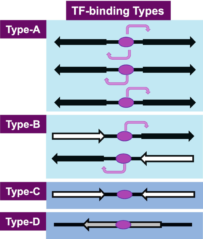 Genomic SELEX Screening of Regulatory Targets of Transcription Factors ...
