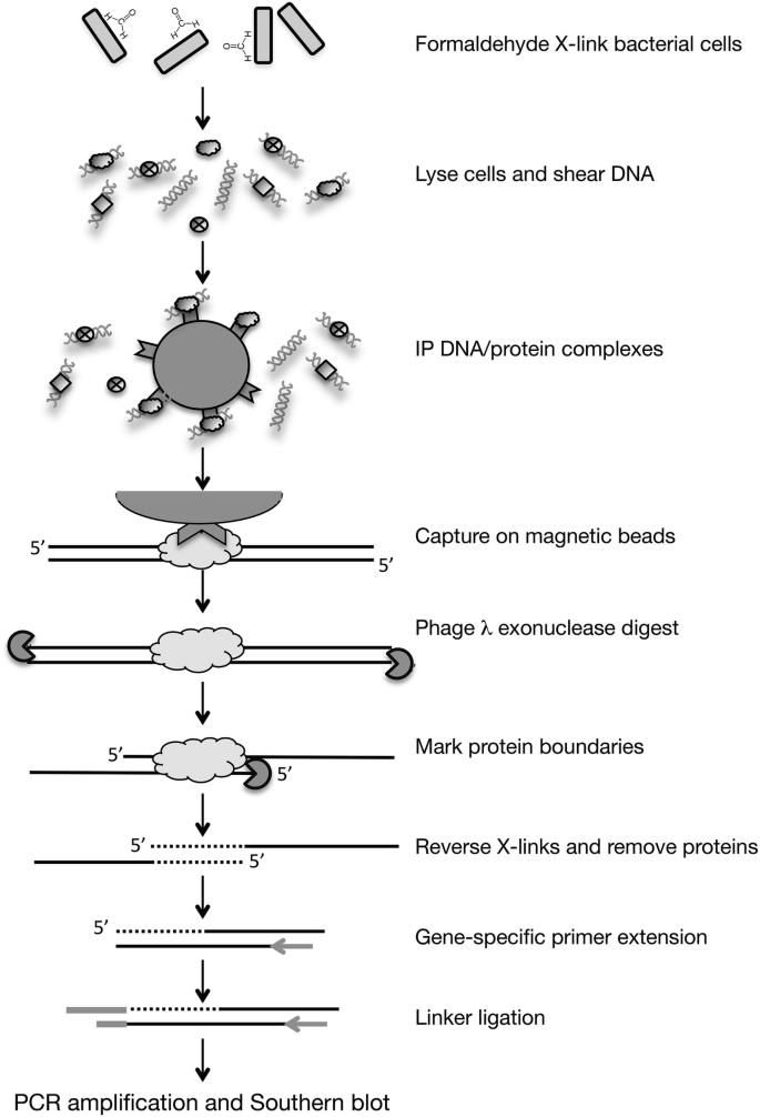 High-Resolution Characterization of DNA/Protein Complexes in Living Bacteria | SpringerLink