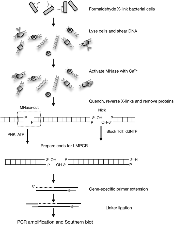 High-Resolution Characterization of DNA/Protein Complexes in Living ...