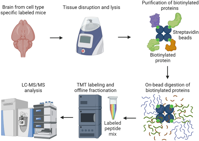 Profiling Mouse Brain Single-Cell-Type Proteomes Via Adeno-Associated ...