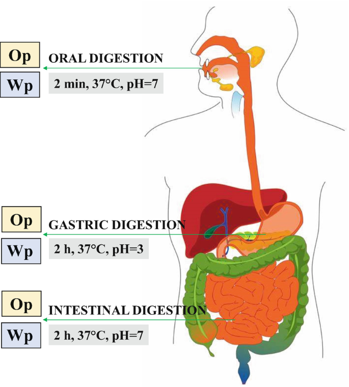 Determination of the Bioaccessibility of Phenolic Compounds from Extra ...