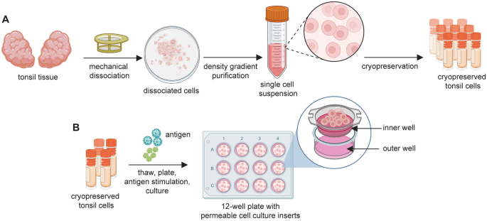 Using Ex Vivo Tonsil Organoids to Study Memory B Cells | Springer ...