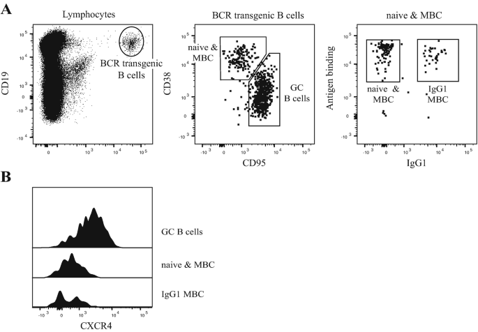 B Cell Receptor Transgenic Mice as Tools to Study Memory B Cells ...
