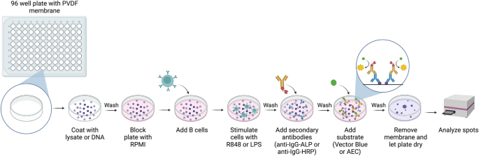 ELISpots for Detecting Antigen-Specific Memory B Cells in Infection or ...