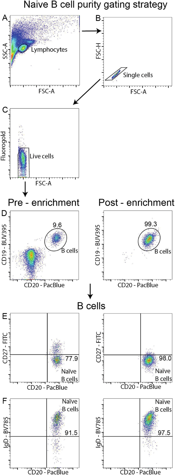 Quantifying Human Naïve B Cell Proliferation Kinetics and ...