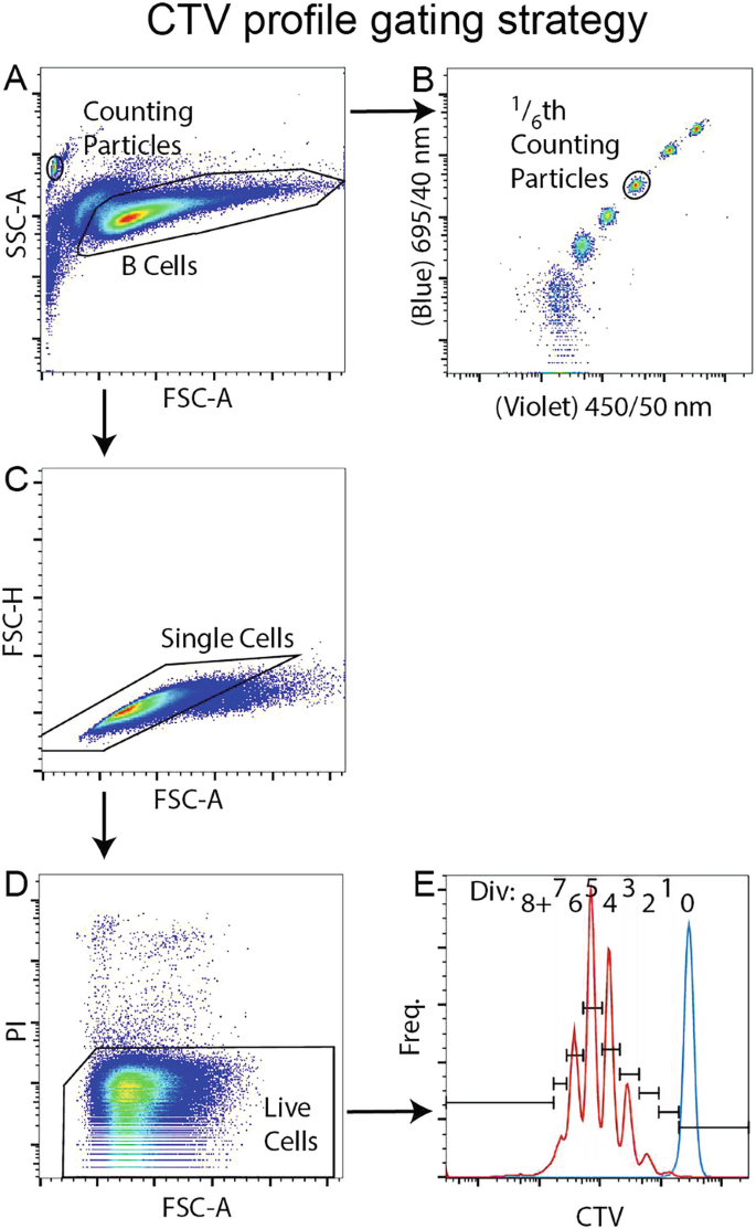 Quantifying Human Naïve B Cell Proliferation Kinetics and ...