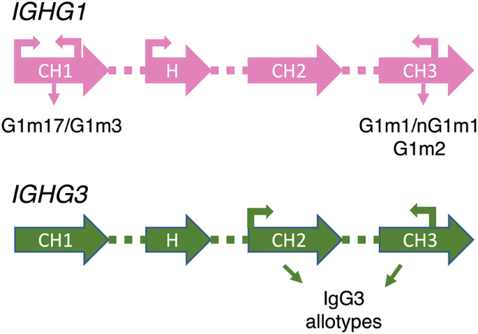 Identification of IgG1 and IgG3 Allotypes by PCR and Sanger Sequencing ...