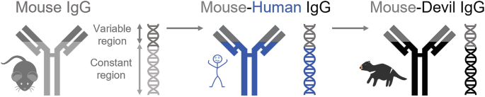 Conversion of Mouse-Derived Hybridomas to Tasmanian Devil Recombinant ...