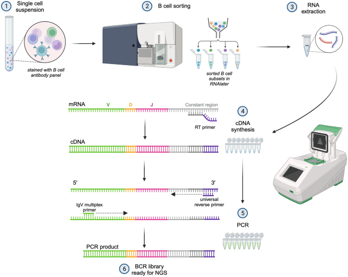 Human B Cell Receptor Repertoire Sequencing | SpringerLink