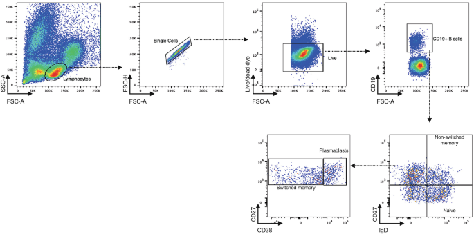 Human B Cell Receptor Repertoire Sequencing | SpringerLink