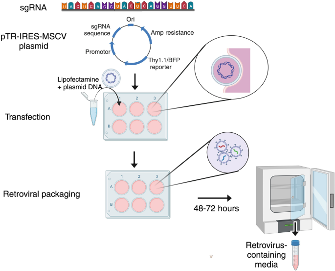 In Vivo CRISPR/Cas9-Mediated Gene Ablation in Murine B Cells | SpringerLink