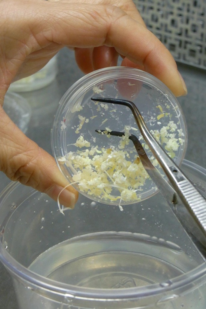 Anther Culture Protocols for Barley and Wheat | Springer Nature Link ...