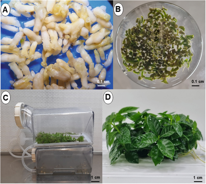 Scale-Up of Coffea canephora Somatic Embryogenesis in Temporary ...