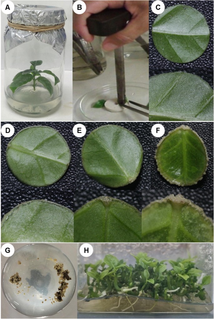 Transcriptomic Analysis During the Induction of Somatic Embryogenesis ...