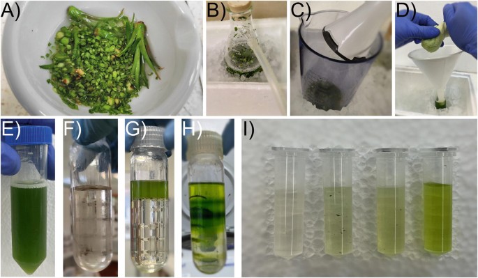 Chloroplast Isolation in Agavaceas | SpringerLink