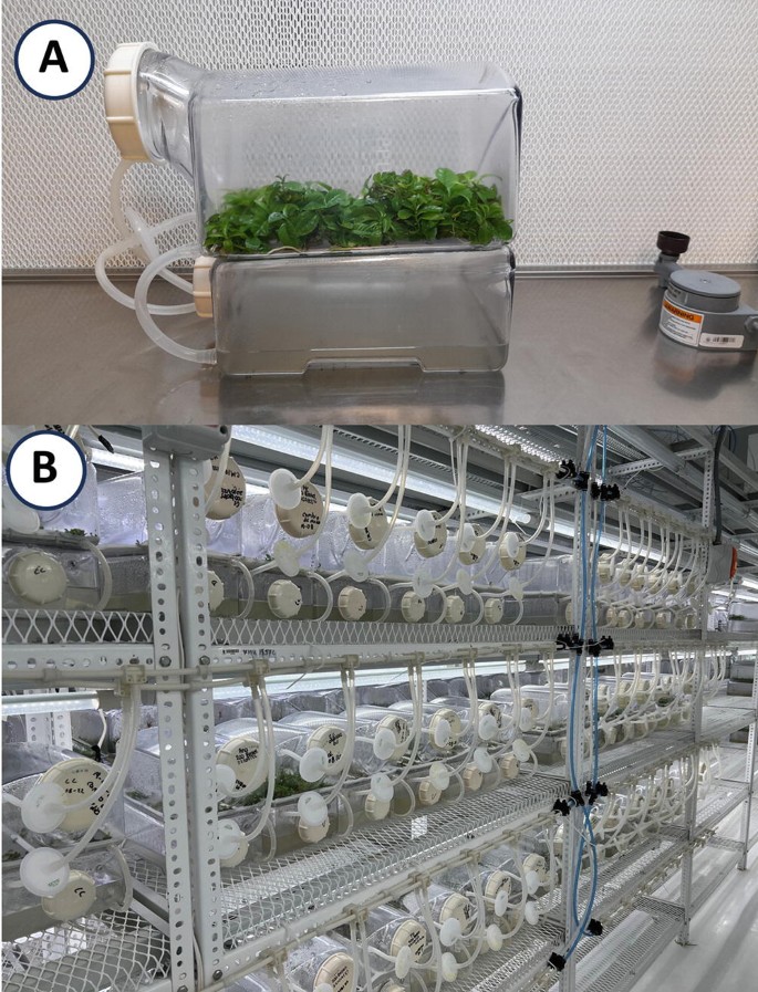 Plant Micropropagation and Temporary Immersion Systems | SpringerLink