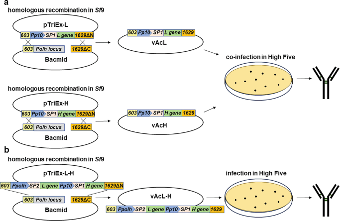 Production of Secreted Antibody in Baculovirus Expression Vector System | SpringerLink
