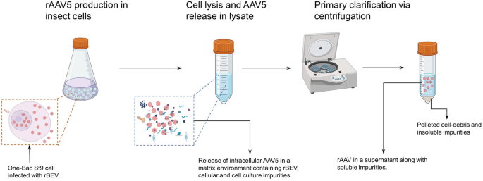 Recombinant AAV Production | SpringerLink