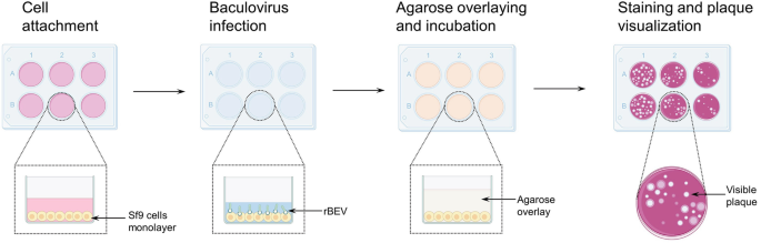 Functional Baculovirus Particle Quantification via Plaque Assay ...
