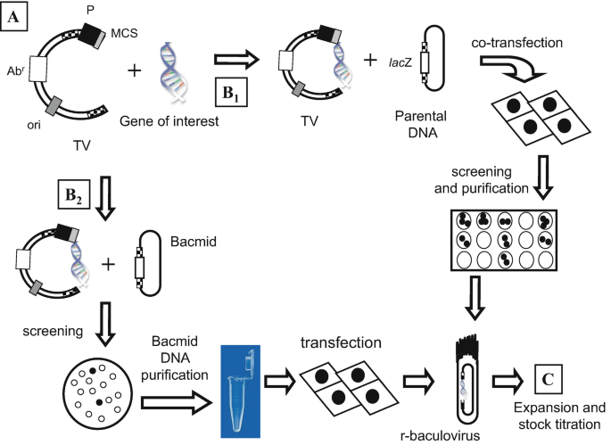 Construction of Recombinant Baculoviruses | SpringerLink