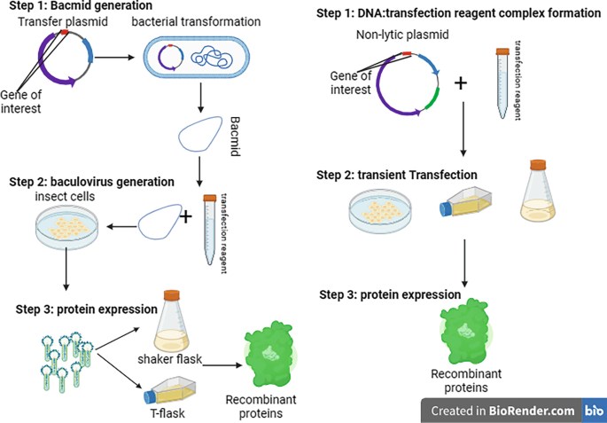 Nonviral Platform for Expression of Recombinant Protein in Insect Cells | SpringerLink