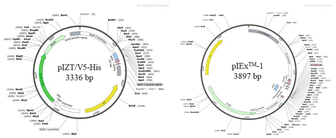 Nonviral Platform for Expression of Recombinant Protein in Insect Cells | SpringerLink