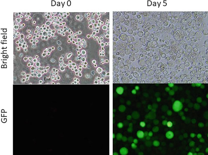 Nonviral Platform for Expression of Recombinant Protein in Insect Cells ...