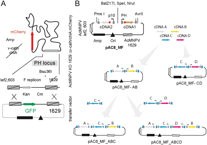 A Time and Cost-Effective Pipeline for Expression Screening and Protein ...