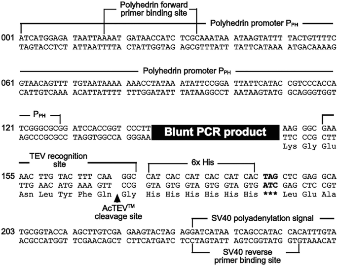 TOPO Cloning for Efficient Plasmid Construction | SpringerLink
