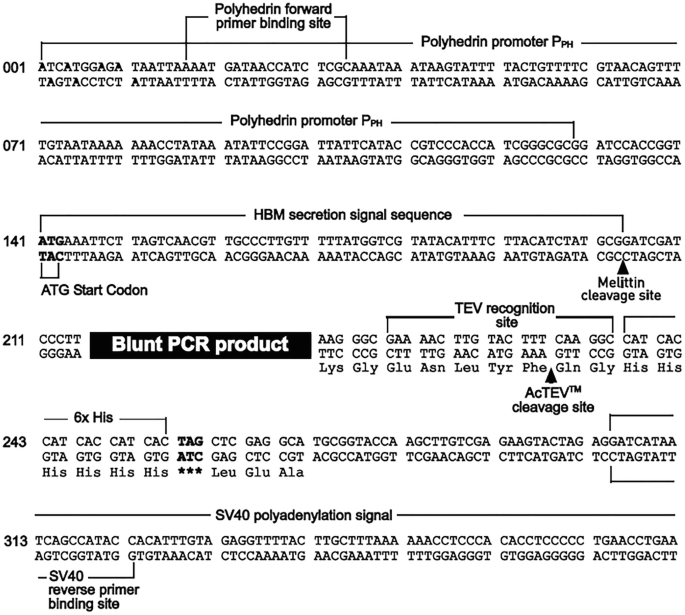TOPO Cloning for Efficient Plasmid Construction | SpringerLink