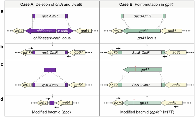 Scarless Baculovirus Genome Editing Using Lambda-Red Recombineering in ...