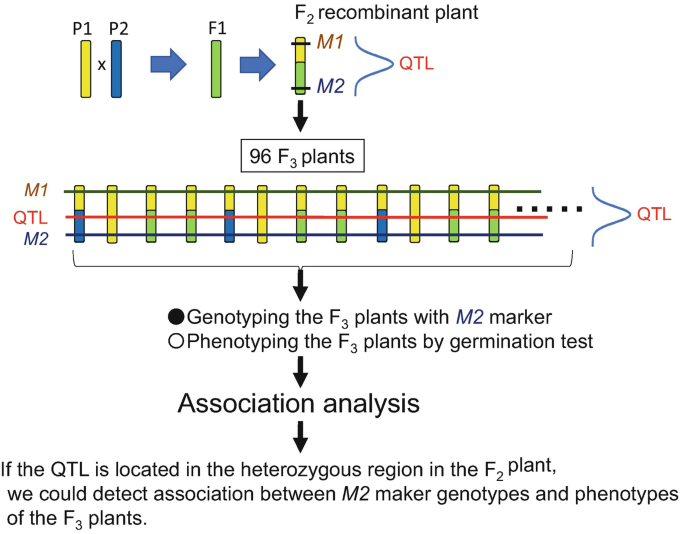 Map-Based Cloning of the Causal Gene for a Seed Dormancy Quantitative ...