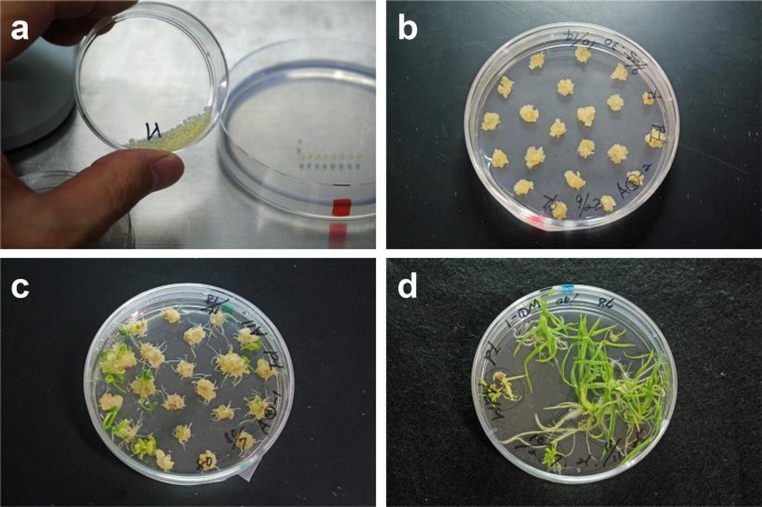 Genome Editing to Produce Knockout Mutations of Seed Dormancy Genes in ...