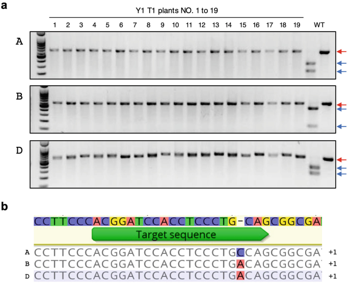 In Planta Genome Editing in Commercial Wheat Varieties: Use of TaQsd1 ...