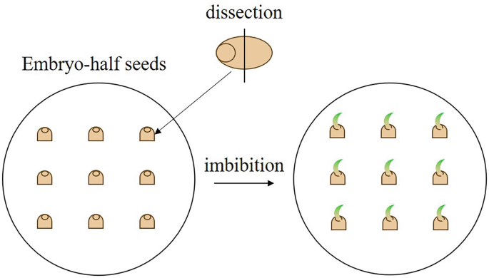 Germination Assays for Comparable Seed Dormancy Depth and Distinction ...