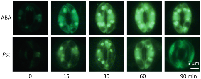 Reactive Oxygen Species (ROS) Measurement in Arabidopsis Guard Cells in ...