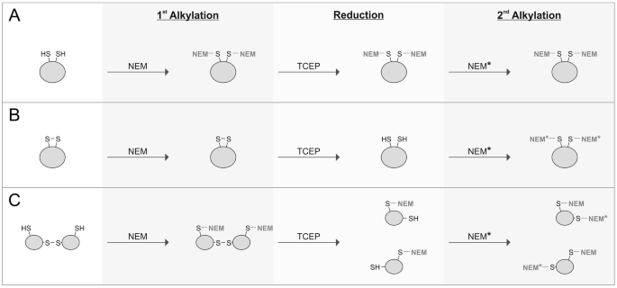 Thiol Redox Proteomics for Identifying Redox-Sensitive Cysteine ...