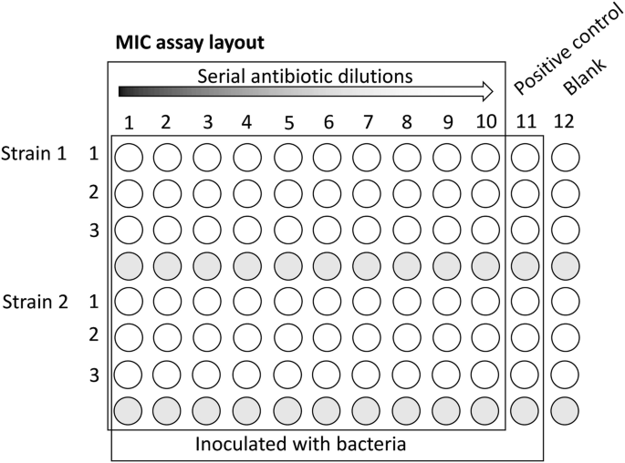 Using the Zebrafish Larval Model of Infection to Investigate Antibiotic ...