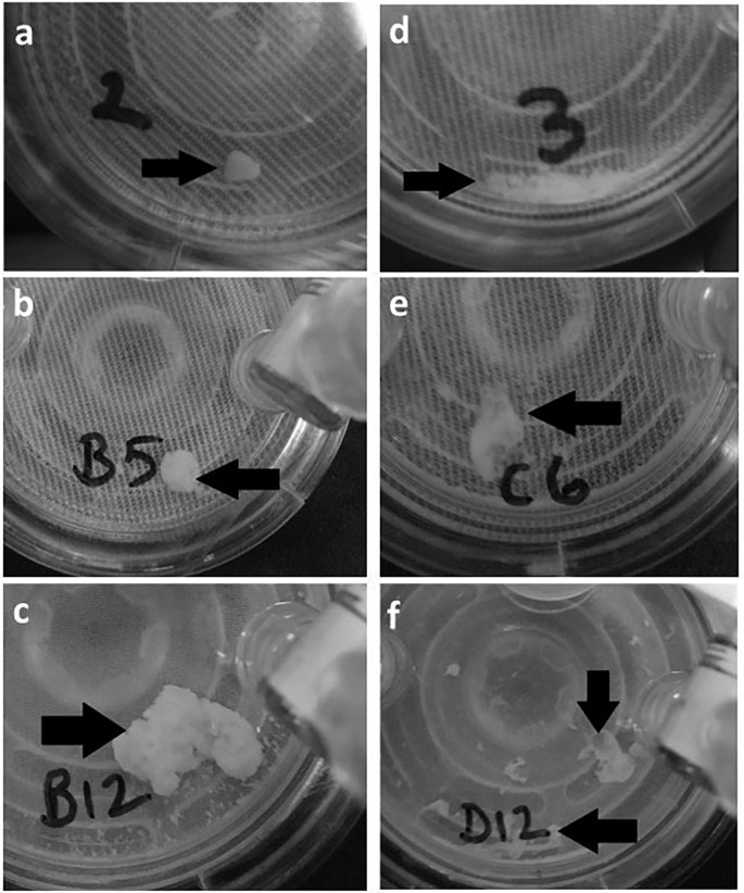 Three-Dimensional Rotary Culture to Model Mycobacterial Biofilms in Low ...