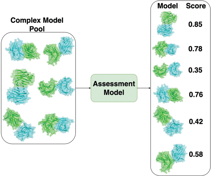 Assessment of Protein–Protein Docking Models Using Deep Learning | SpringerLink