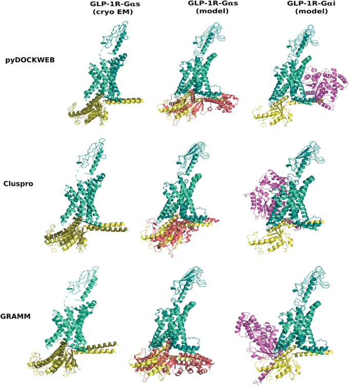 Assessing Protein-Protein Docking Protocols: Case Studies of G-Protein ...