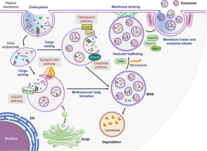 Exosomes: Methods for Isolation and Characterization in Biological ...