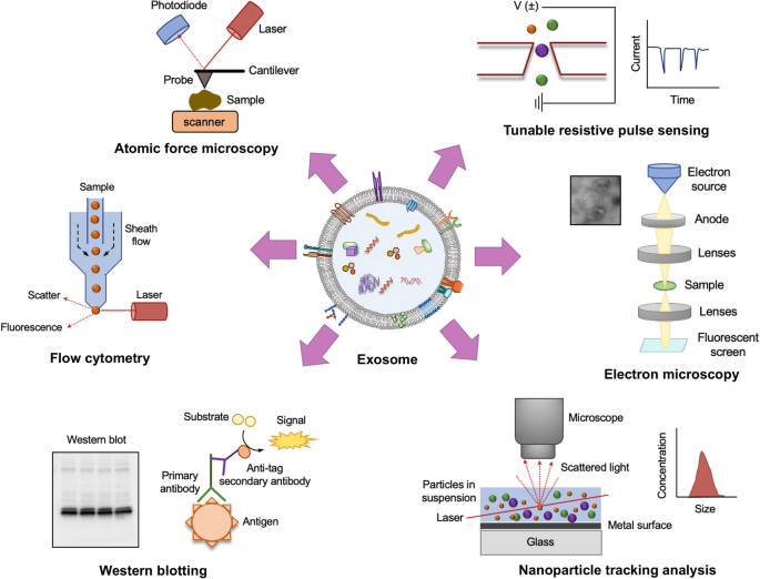 Exosomes: Methods for Isolation and Characterization in Biological Samples | SpringerLink
