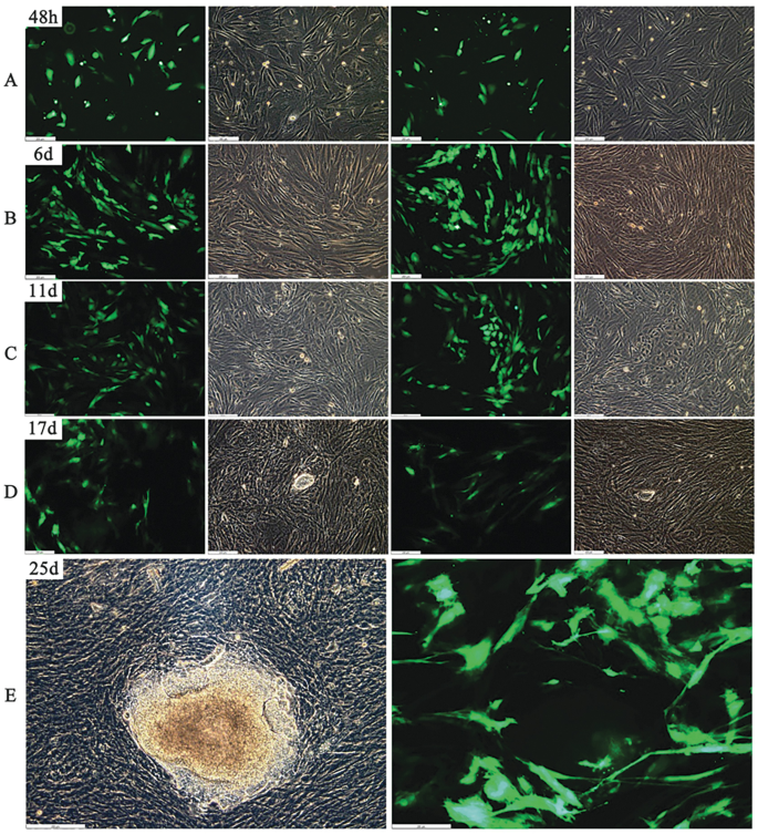 Generation of Human Induced Pluripotent Stem Cells Using Episomal ...